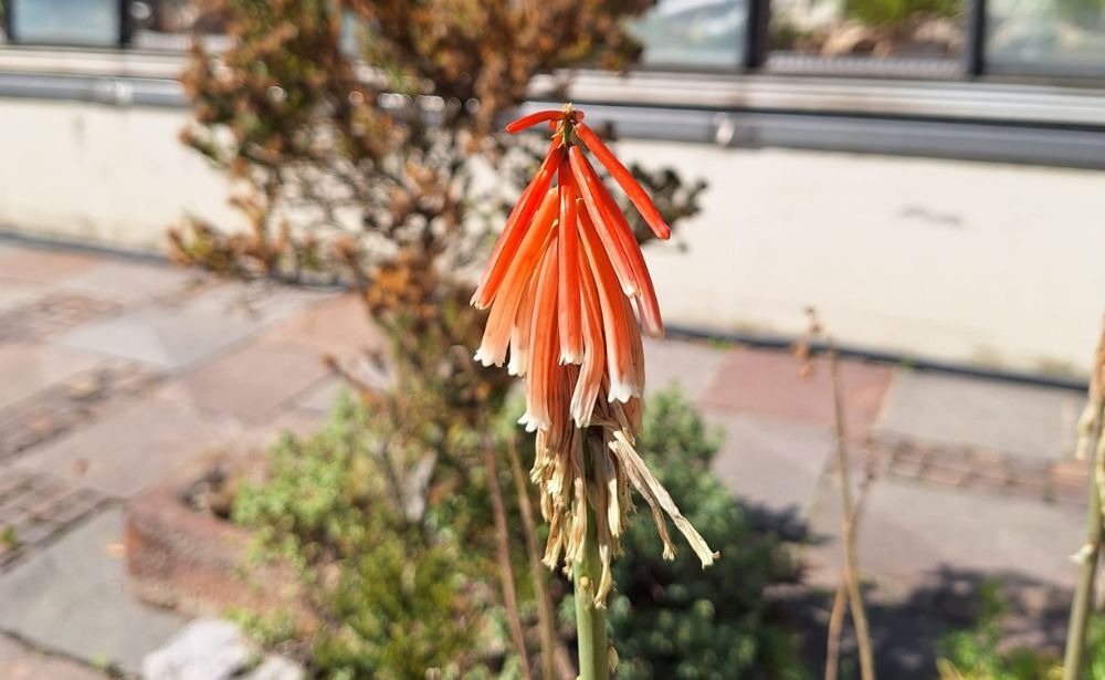 12 Interesting Chinese Flowers You Need to Know About