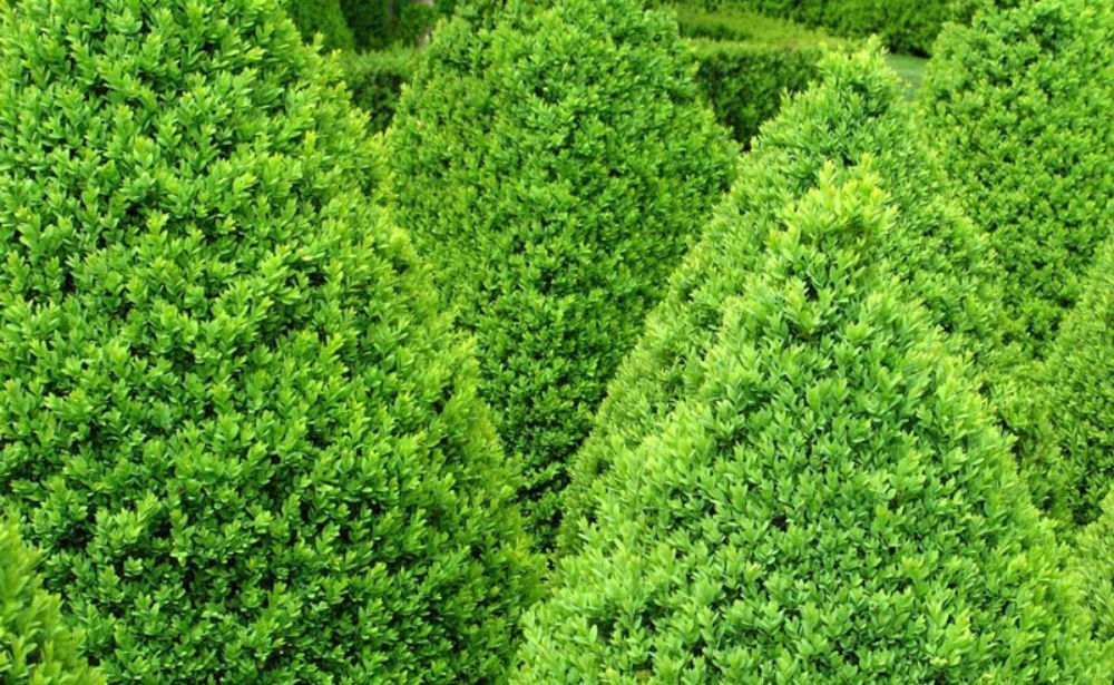 6 Amazing Types of Boxwood Shrubs