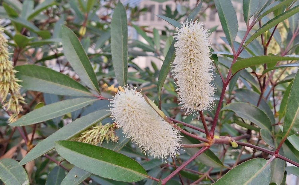 11 Lovely Dwarf Flowering Shrubs to Grow