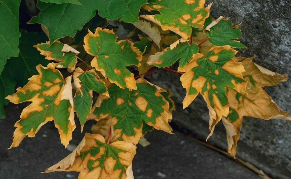 How to Properly Revive Dying Shrubs for Better Growth