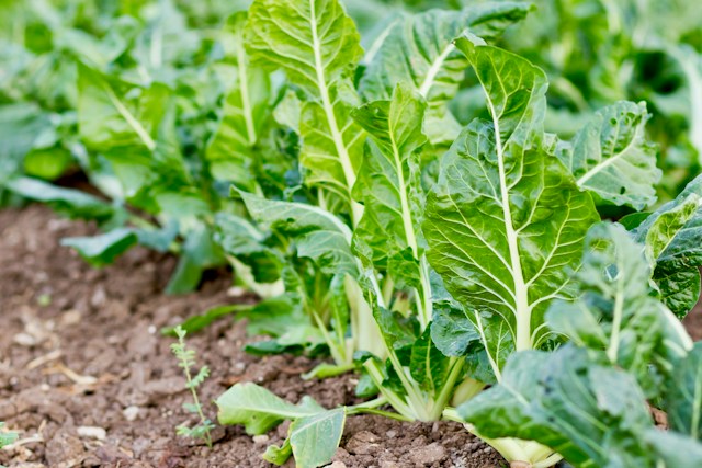 The Best Way to Grow and Care for Beets in Containers