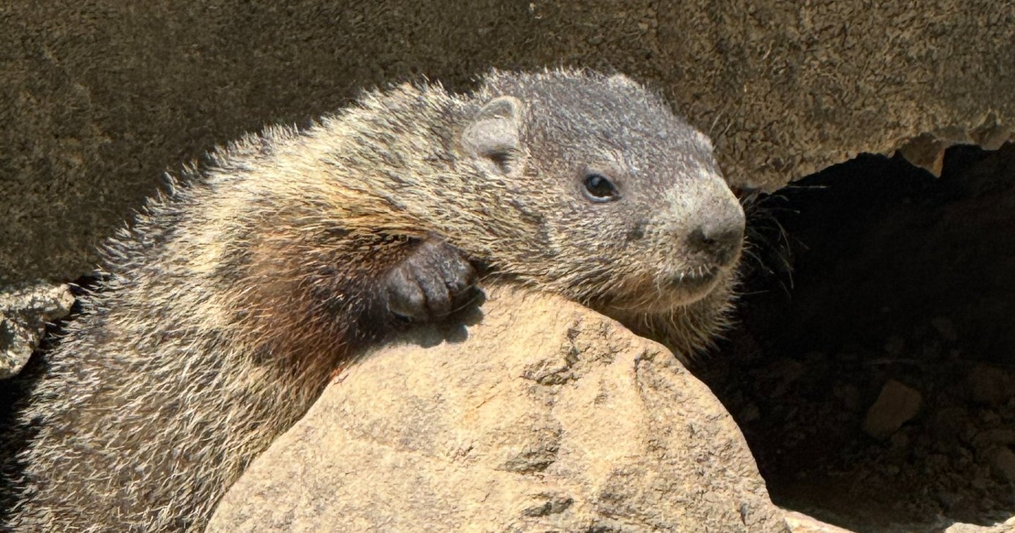 Groundhogs in the Southeast: A Homeowner’s Guide | Pest and Wildlife Weekly