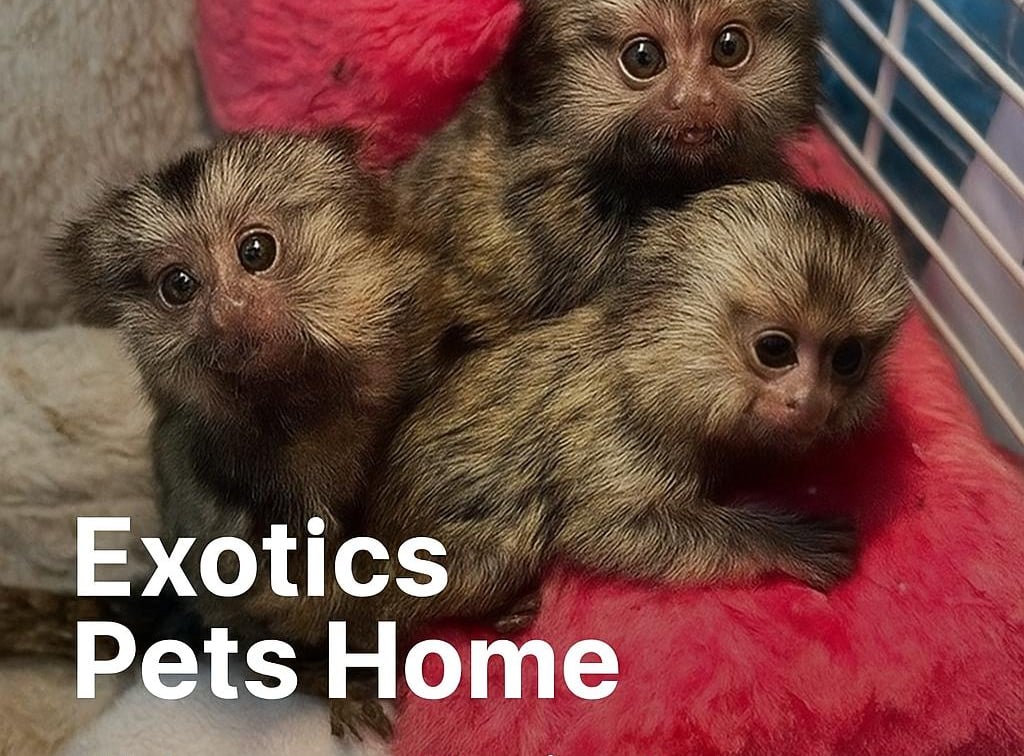 Exotic Pets Home - Your Source for Unique Pets | exotics pets home