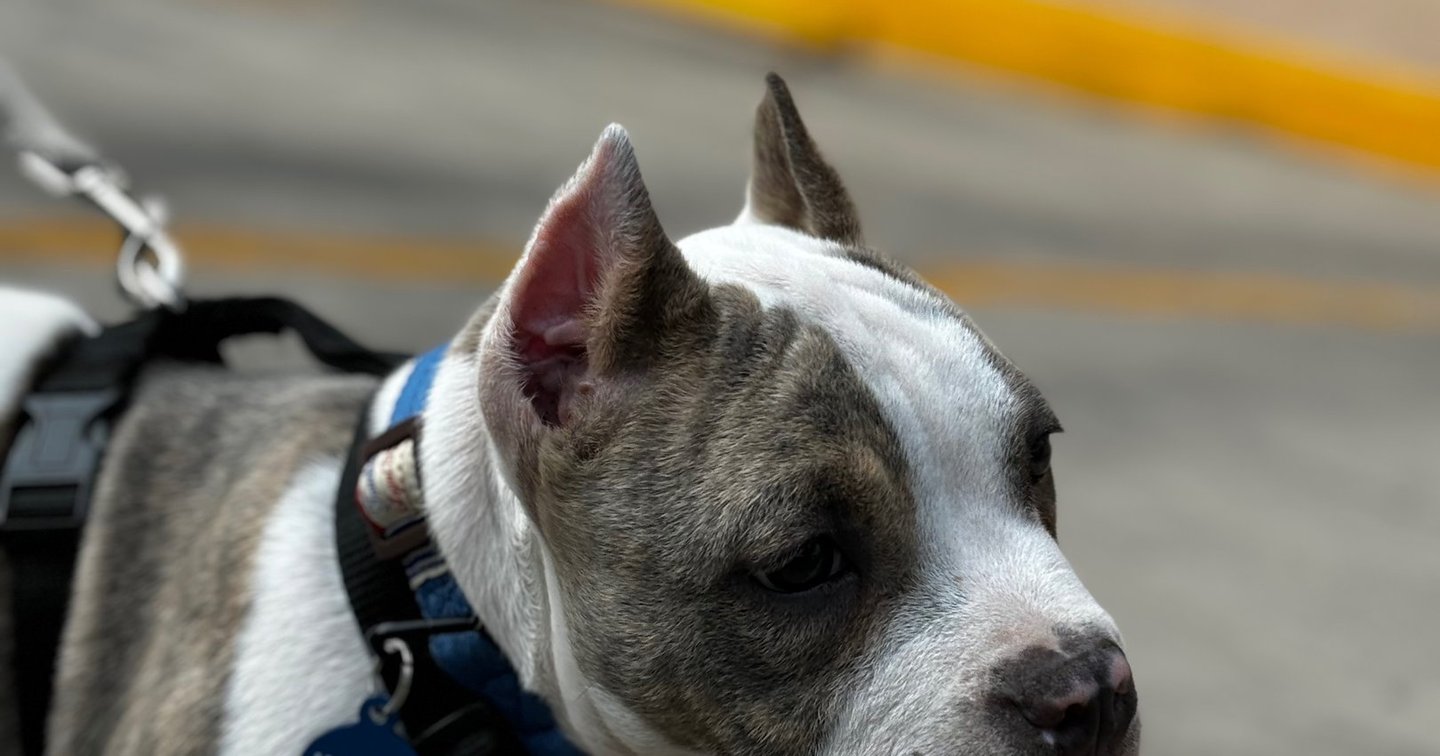 Proceso de evaluación integral de tu perro | La Escuela del Perro