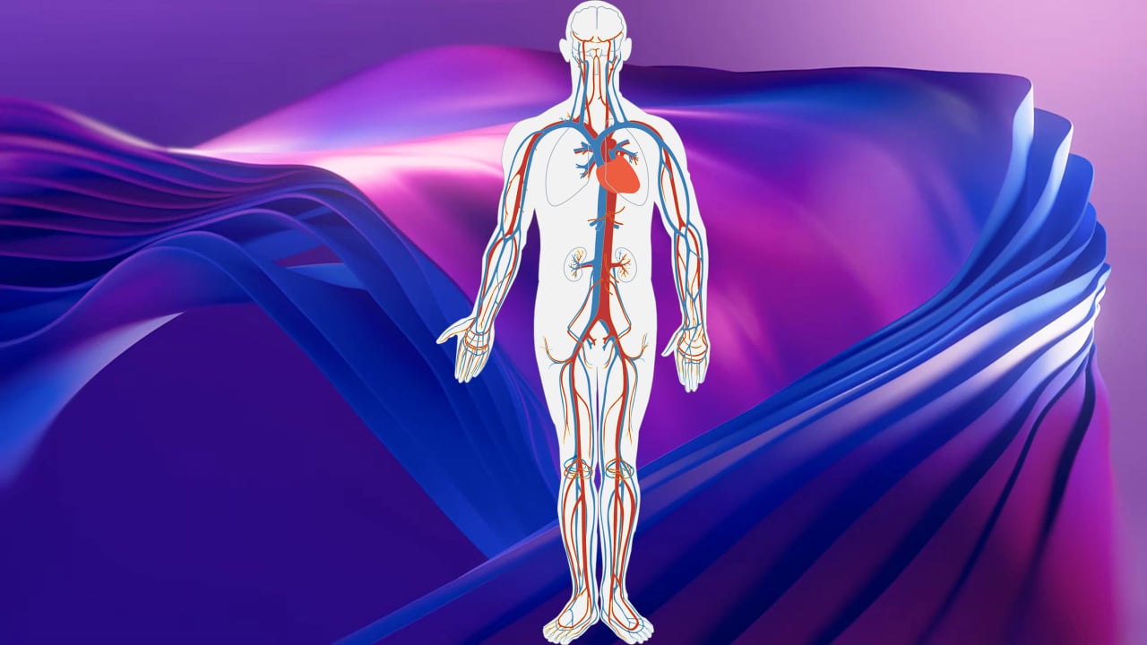 Understanding the Human Body: Main Organs and Systems for Optimal ...
