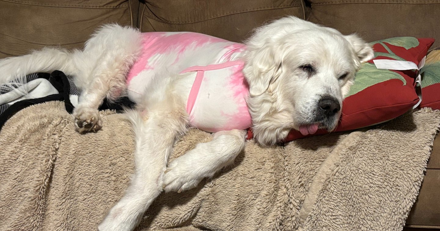 Recovery Surgery Suits for Large Breeds | Chris the Critter Sitter