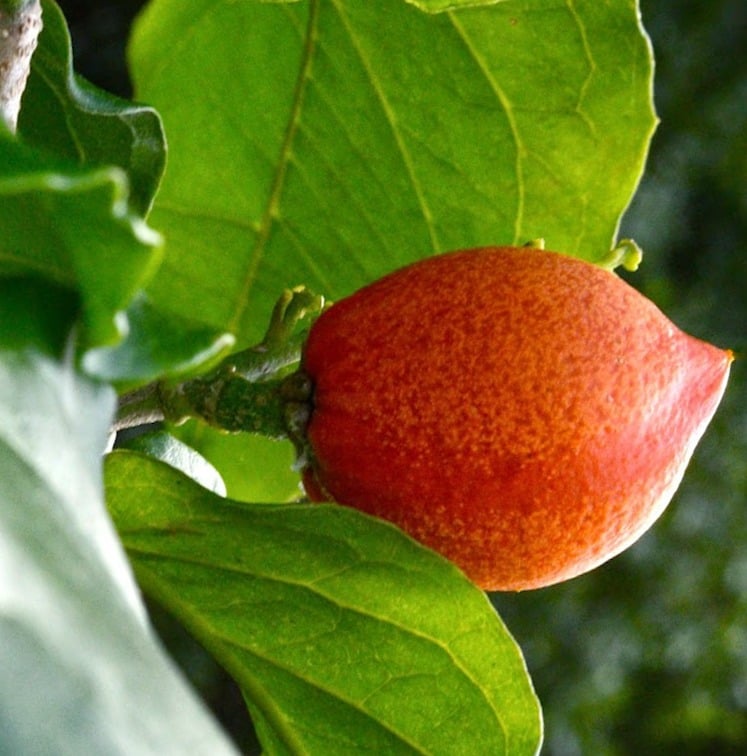 A fruit that tastes like peanut butter? No way! | Pepe's Fruit Trees