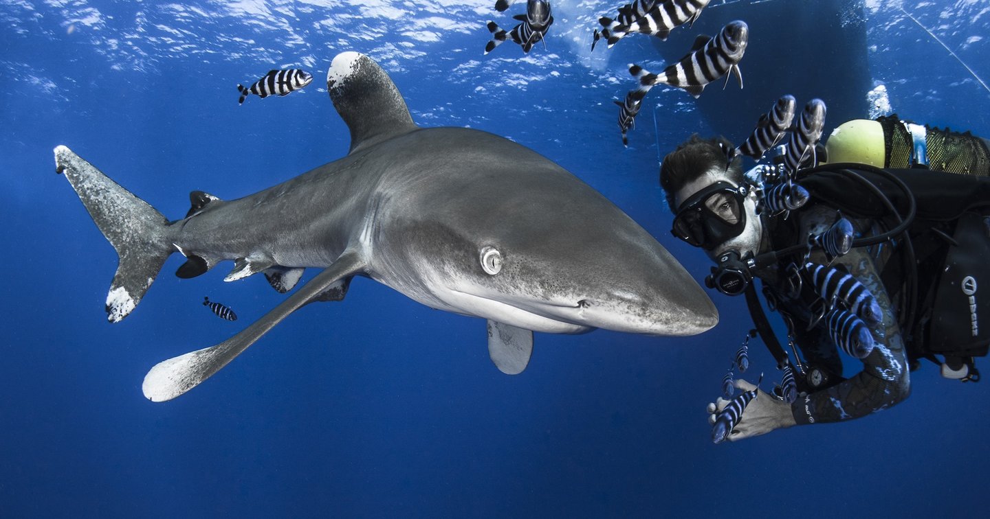 Faire découvrir les requins | Shark Education Club