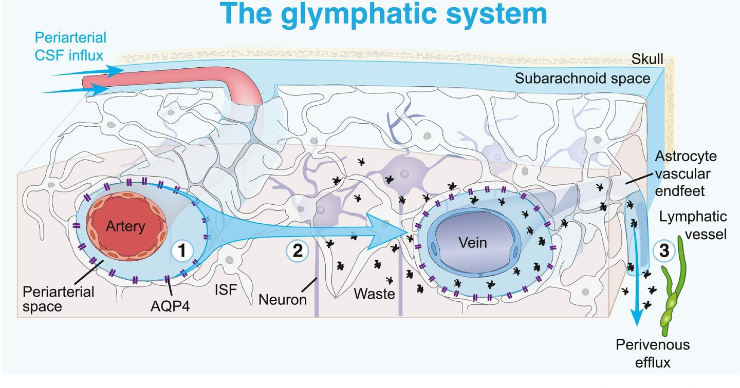 The Glymphatic System and Why It Matters After Concussion: Kansas City ...