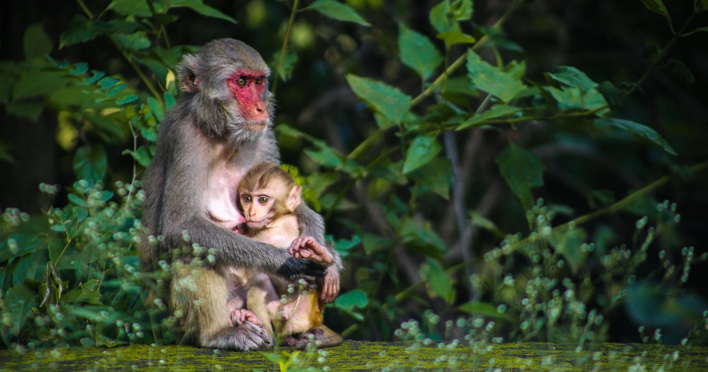 The Mysterious South Carolina Island Where 4,000 Monkeys Roam Wild ...