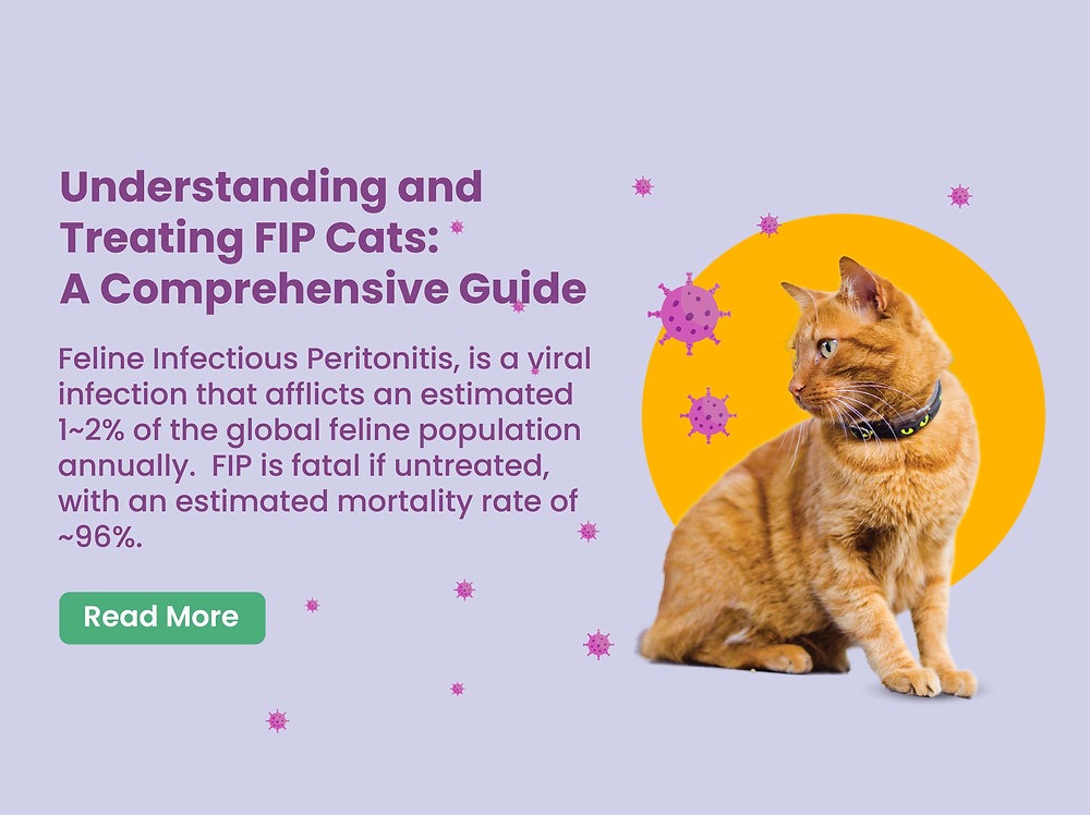 Bệnh FIP ở Mèo: Căn Bệnh Nguy Hiểm do Virus Corona FCoV | Dr.VET ...