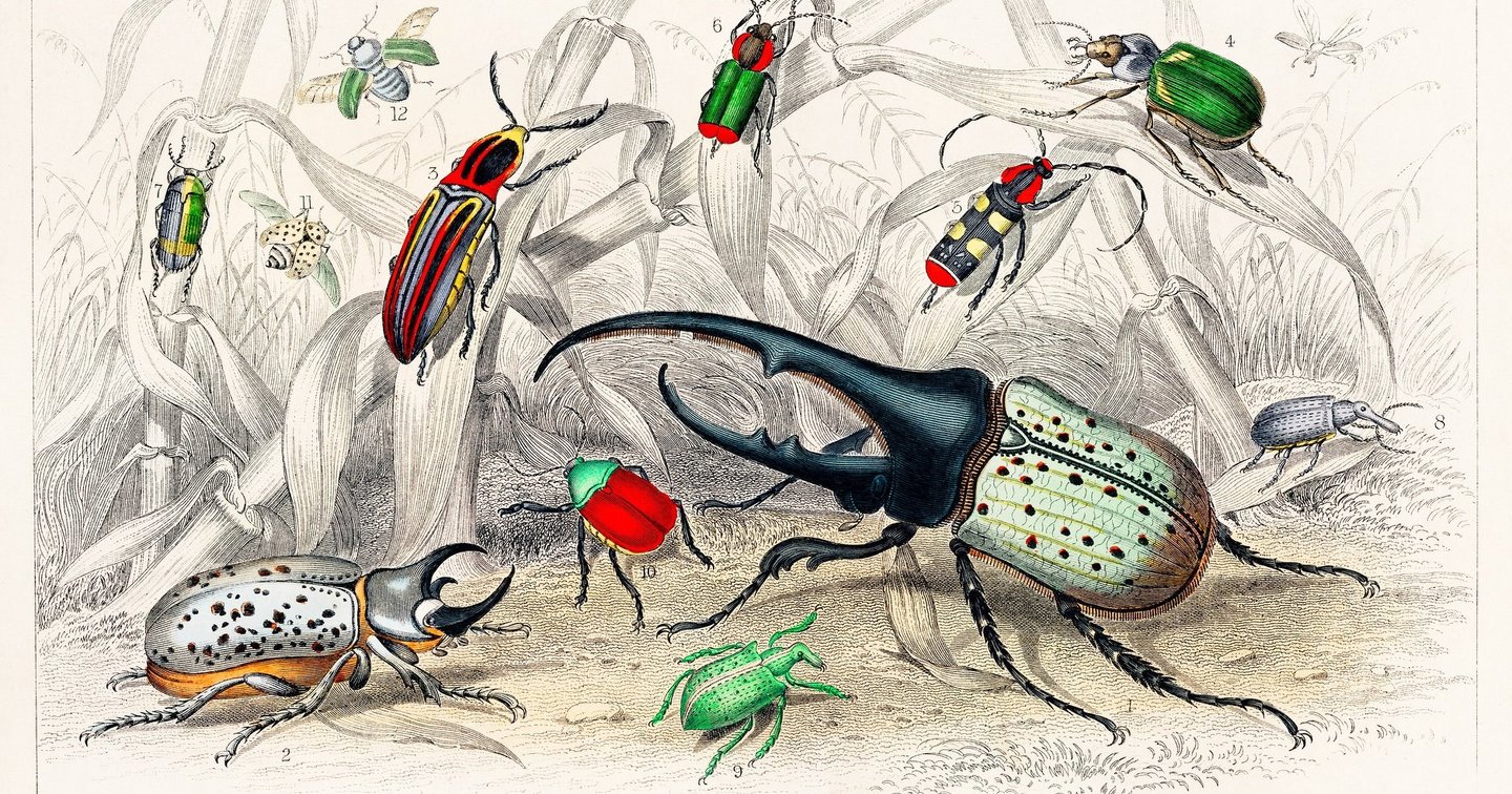 How To Make a Beetle Bank | Catskill Native Nursery