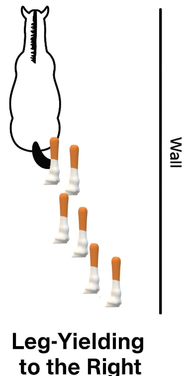 Why the Leg Yield Matters in Classical Training | Equimovex