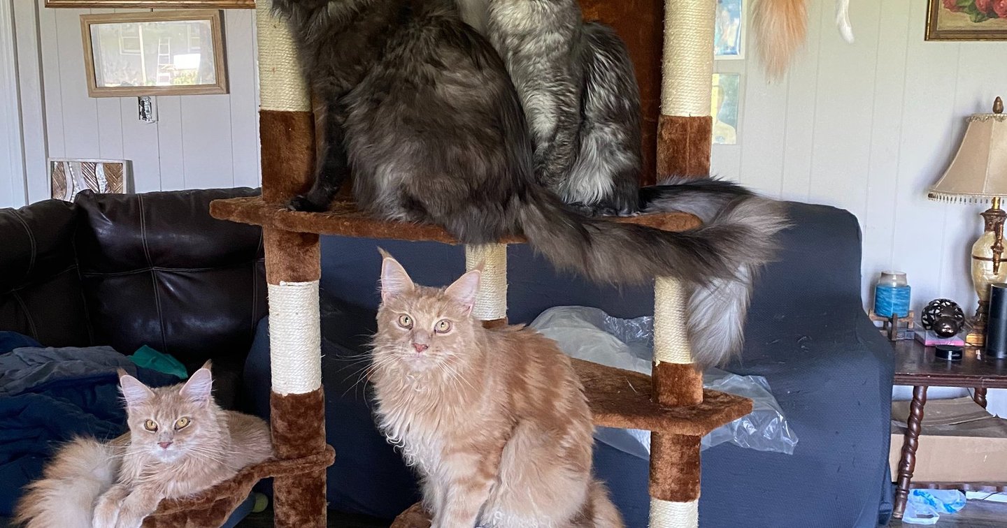 About | Size Matters MC Cattery | Size Matters M.C. Cattery