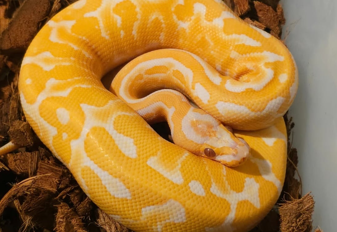 Why Ball Pythons Are One of the Most Popular Pet Reptiles Around ...