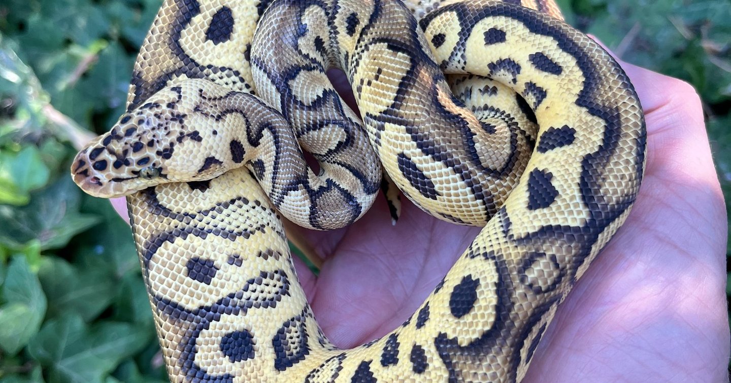 Understanding Ball Pythons Genetics: Recessive, Visual, Dominant, and Co-Dominant Genes ...