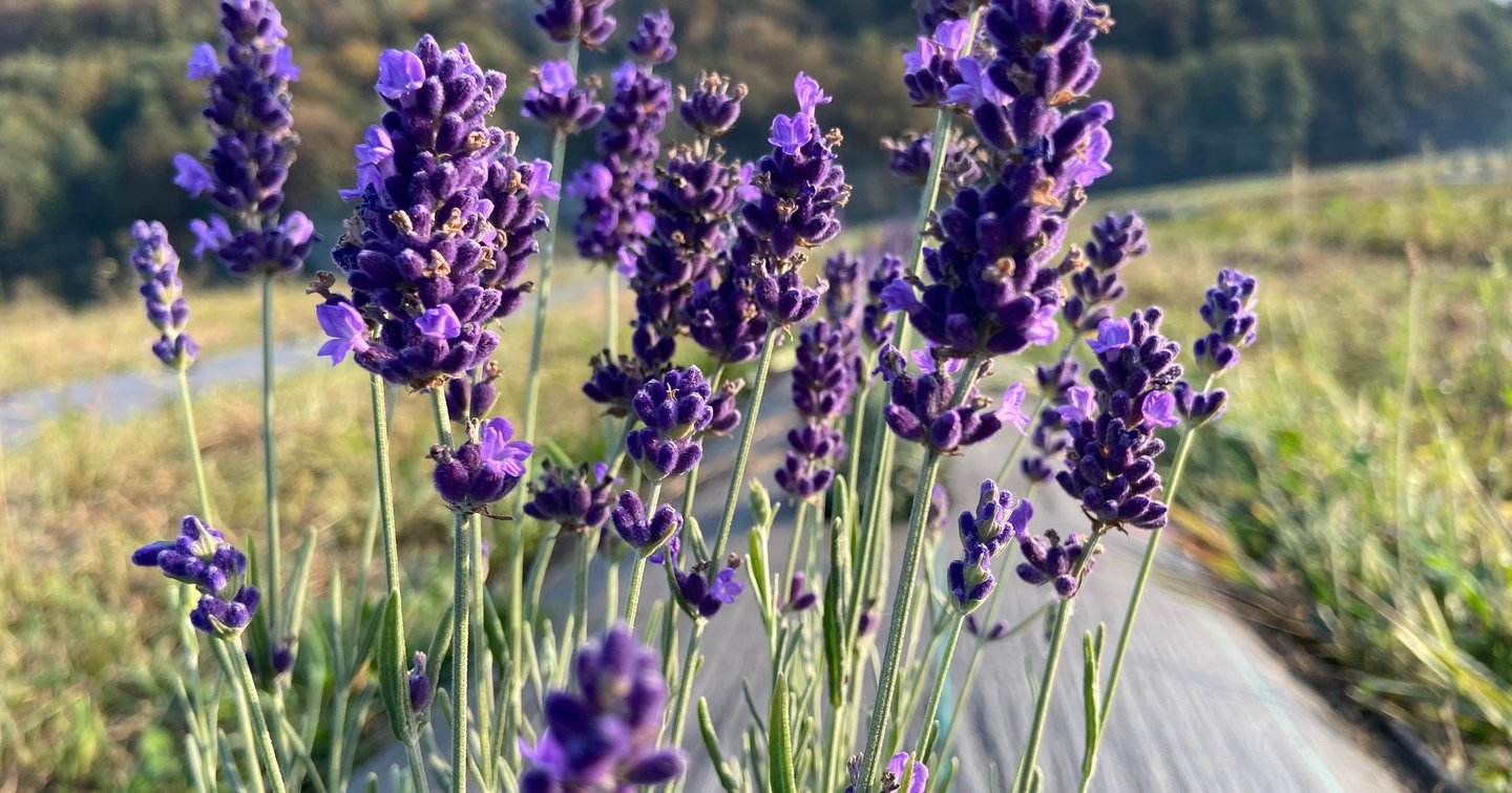 Shop-Online "Lavender Products"