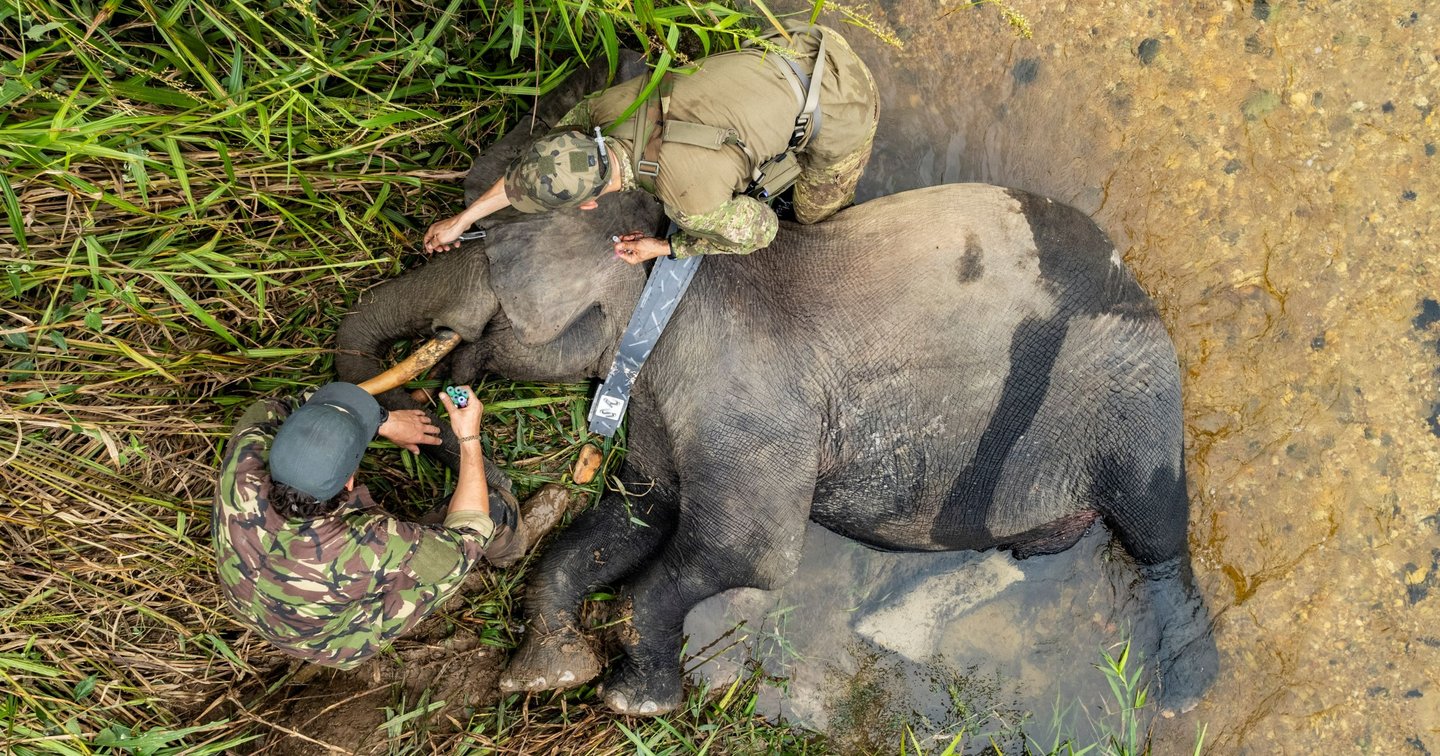 Le photographe Thomas Nicolon et les mystères des éléphants de forêt ...