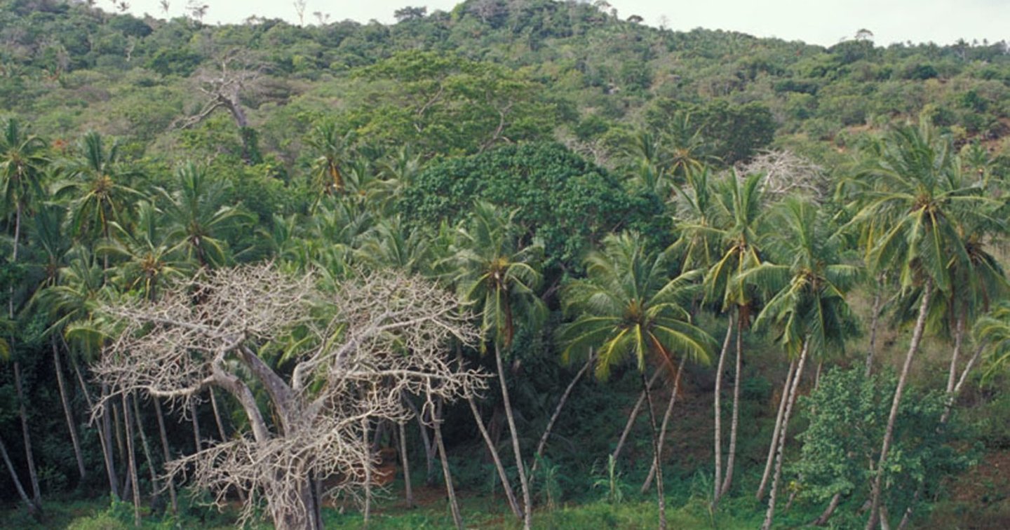 Sacred Forests of Kaya Mijikenda | icom, unesco, africa