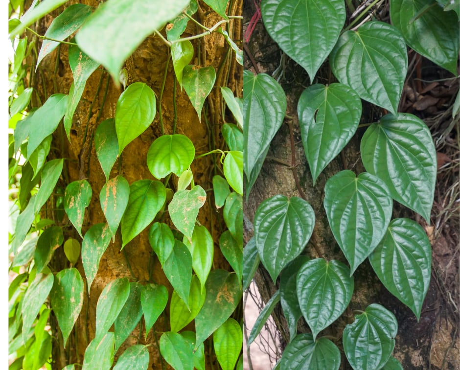 Cultivation of Betel Leaf Vine | agriculturebasics.com