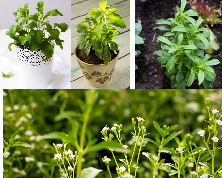 Stevia: A herbal sugar substitute | agriculturebasics.com