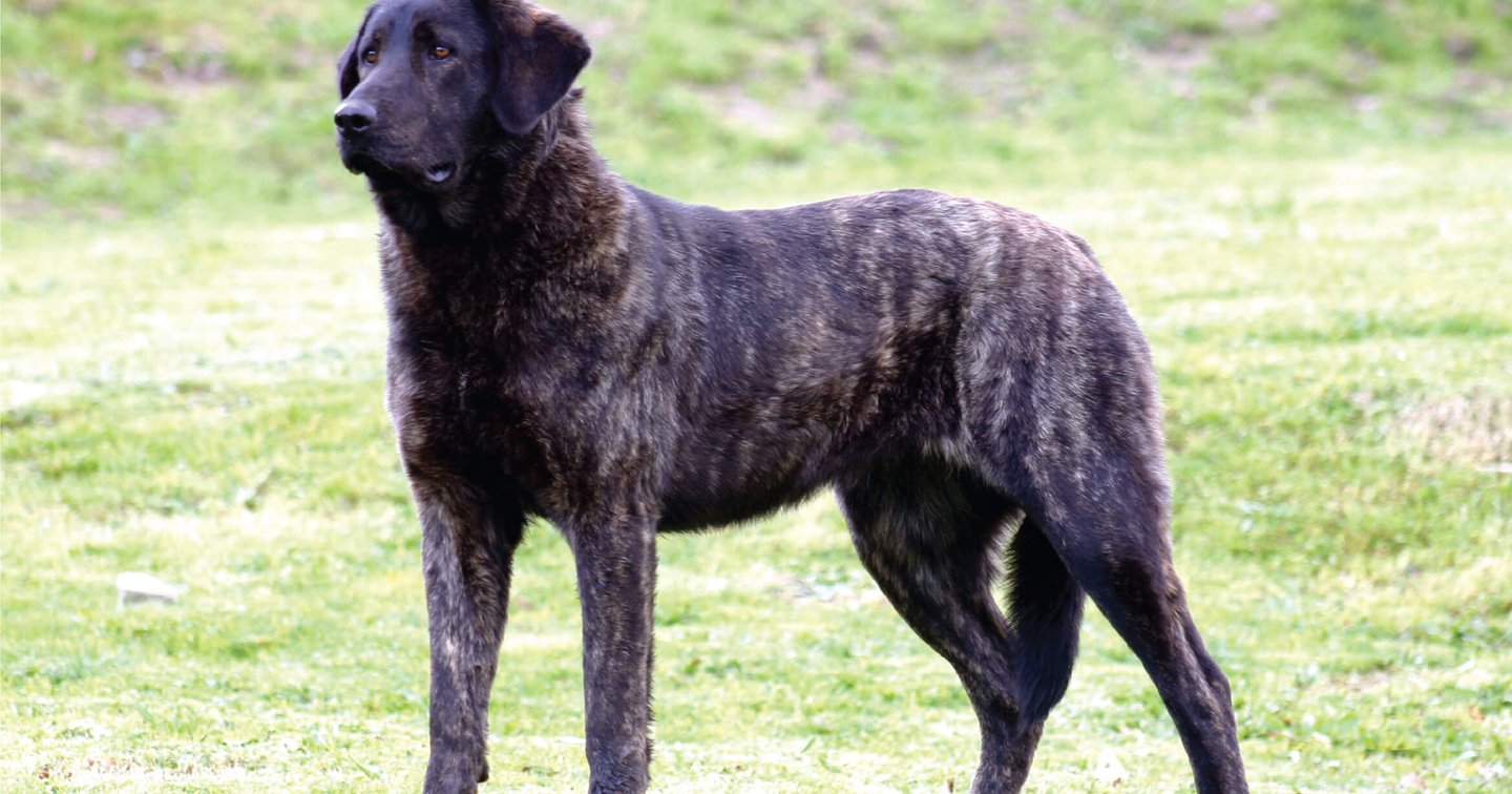 EL PERRO DE CASTRO LABOREIRO | REIS D'ARANDA