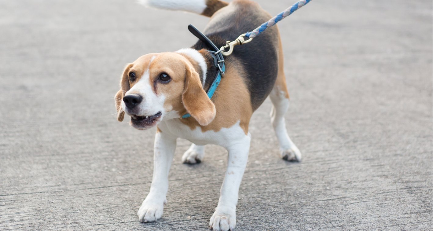 Excessive Barking in Dogs | Smart Bark Academy