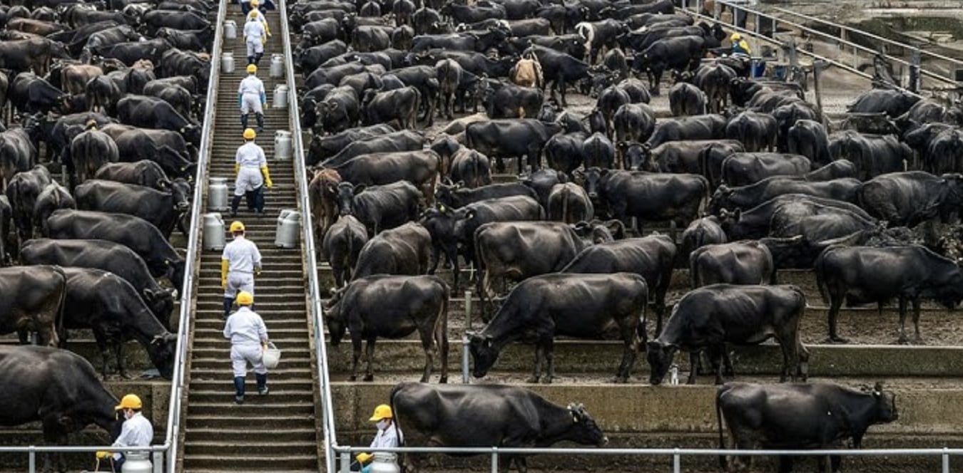 The Best Beef vs. The Best Beef - What's the Real "Beef?" | The Prairie ...