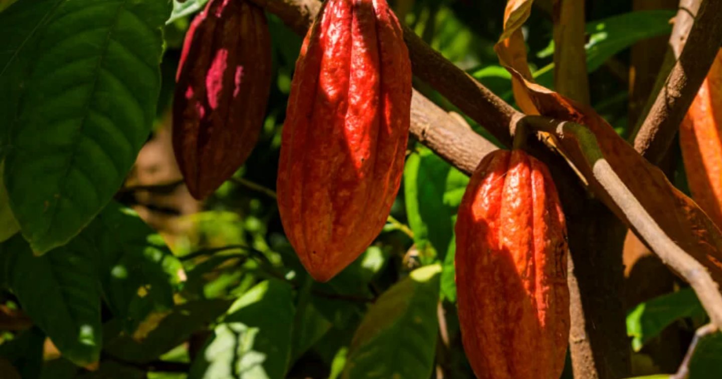 Reina's Costa Rica Chocolate: Costa Rica Bean-to-Bar Delights | Reina's ...