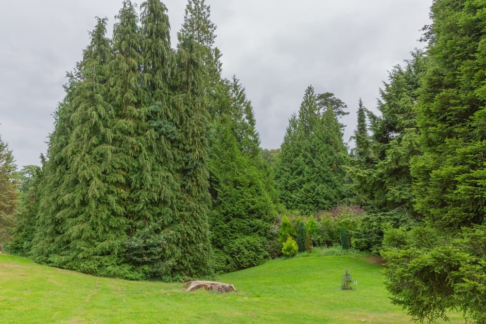 How Much Does It Cost to Cut Down a Conifer Tree UK? | Hawkins Tree and ...