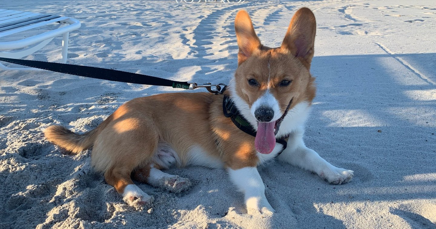 Understanding the Pembroke Welsh Corgi A Brief History and ...