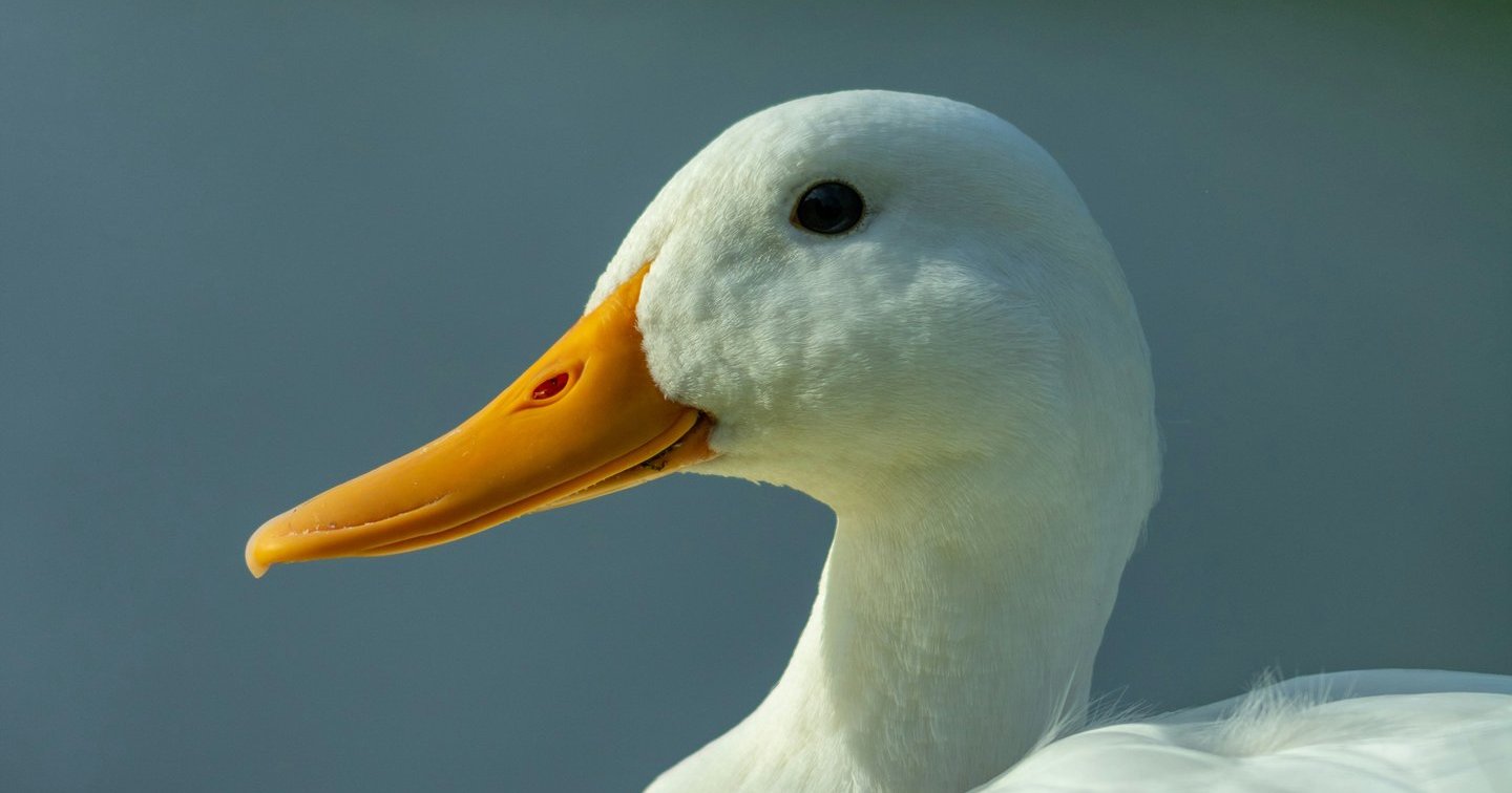 The Molting Process A Duck's Transformation and the Power of Friendship ...