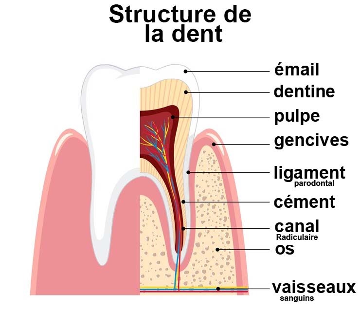 Pulpe Dentaire : Composition, Rôle, Soins et Traitements Essentiels ...