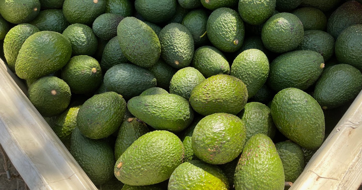 Packing Houses Profiteering at the Expense of Growers | American Avocados