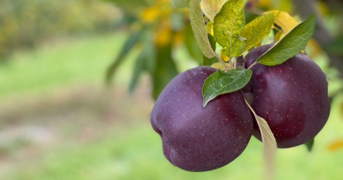 Jackson Citrus: Trusted Farm Labor Solutions Since 1973 | Jackson ...