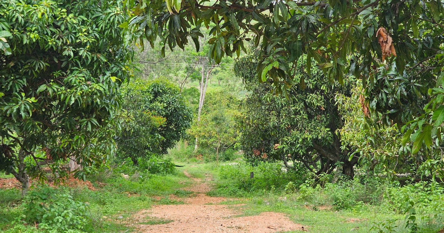 6 Acres of prime agricultural land is for Sale near Channapatna ...