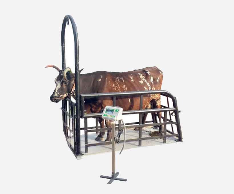Frequently Asked Questions About Cattle and Livestock Weighing Scales ...