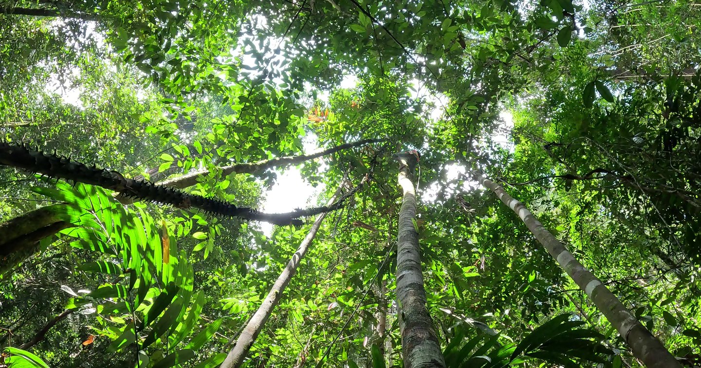 What is rattan? | Jelajah Rattan