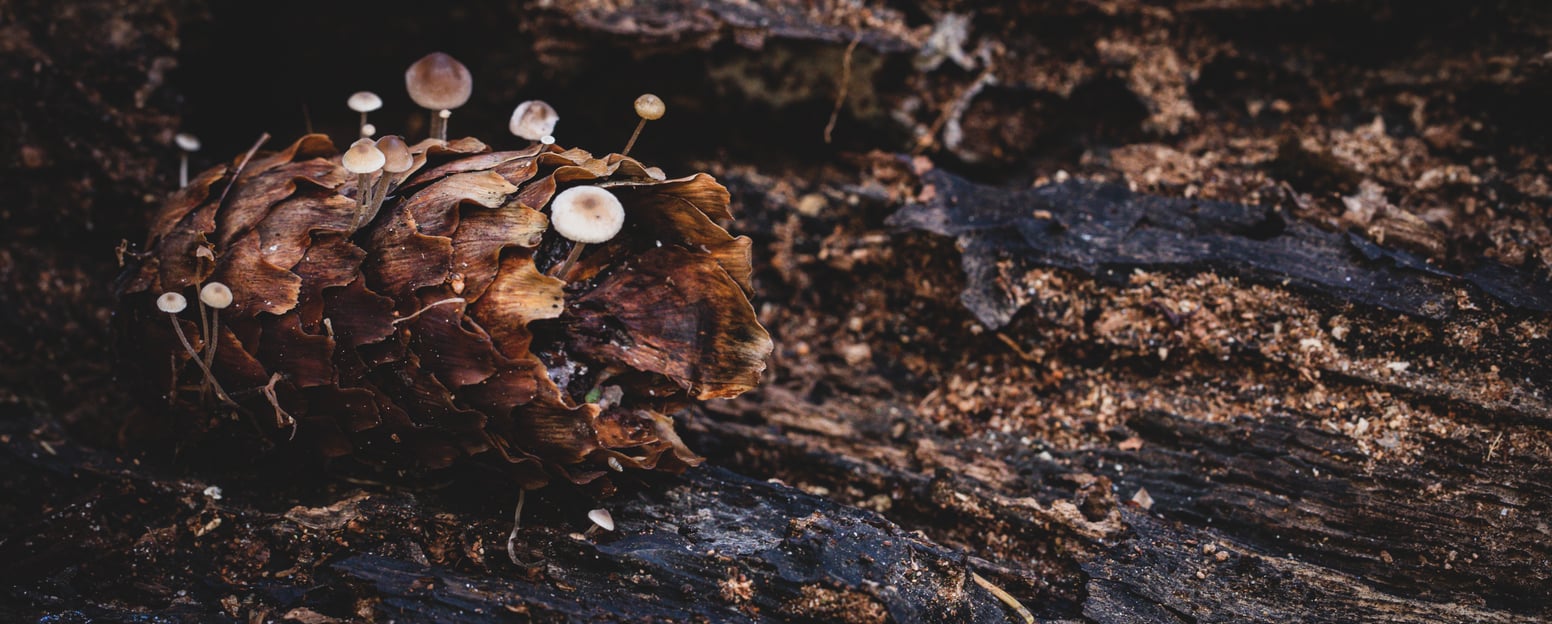 Įdomiausios istorijos apie grybus | Grybų pasaulis