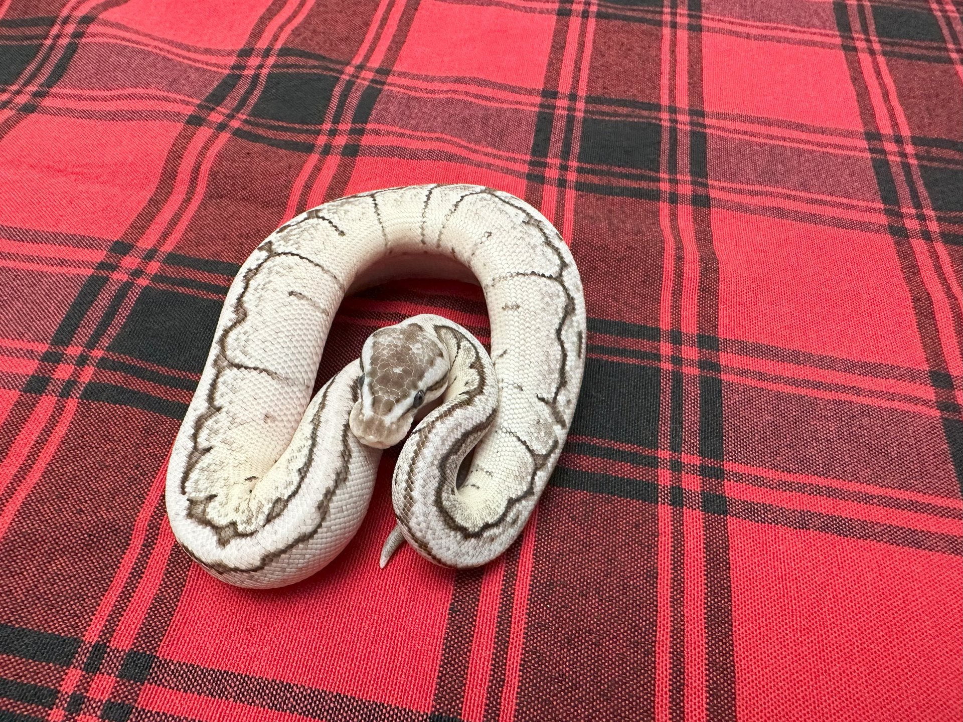 Gray Family Snakes - Snake Breeder | Gray Family Snakes