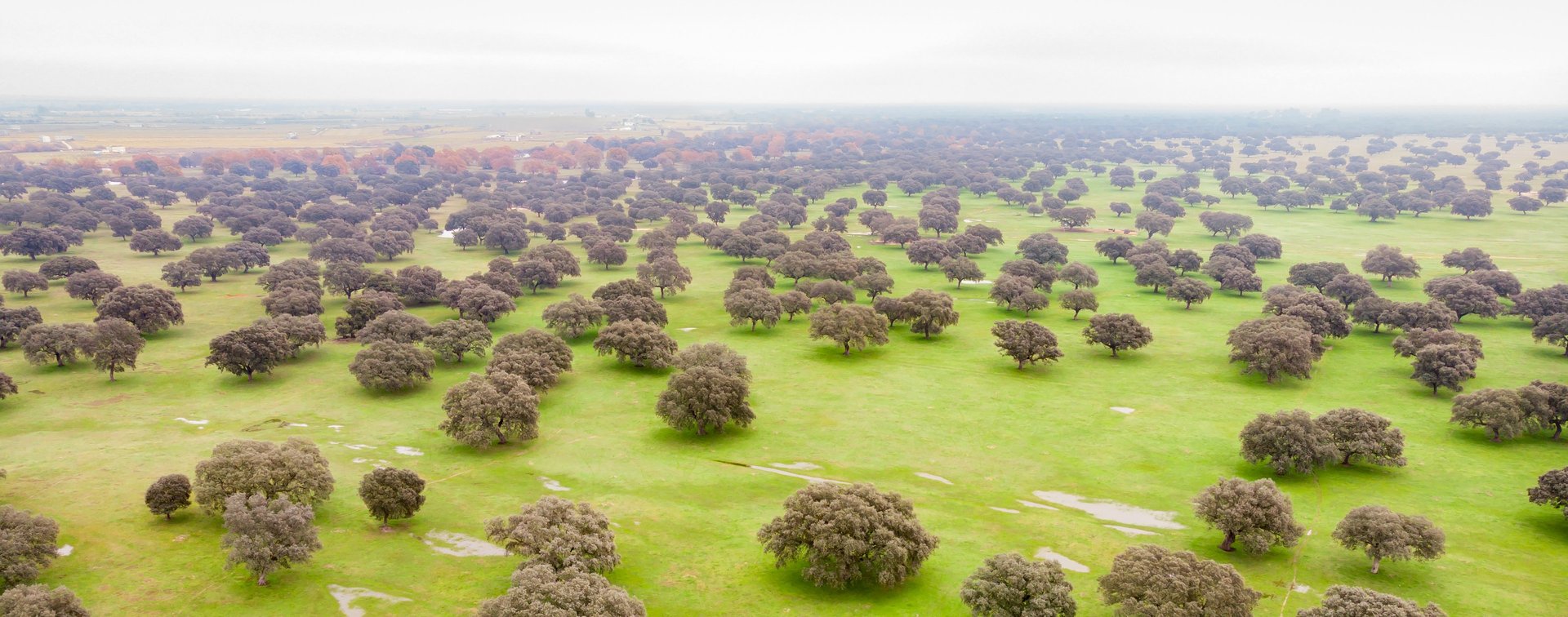 Verdantia Research - Planting and Researching Native Trees | Verdantia ...