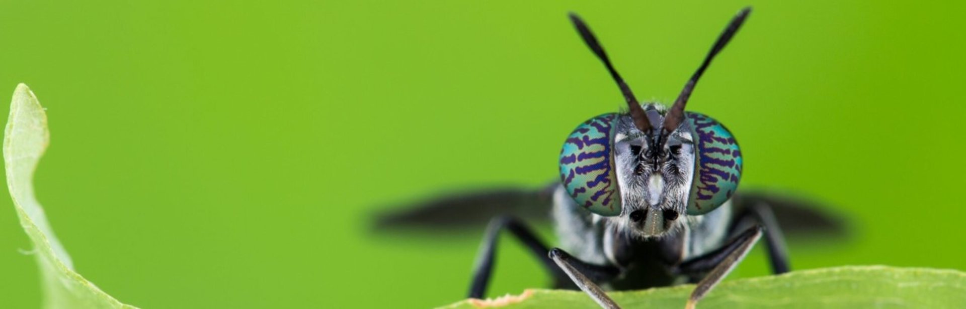 Buzz Fly - Alimentação Sustentável à Base de Insetos | Buzz Fly