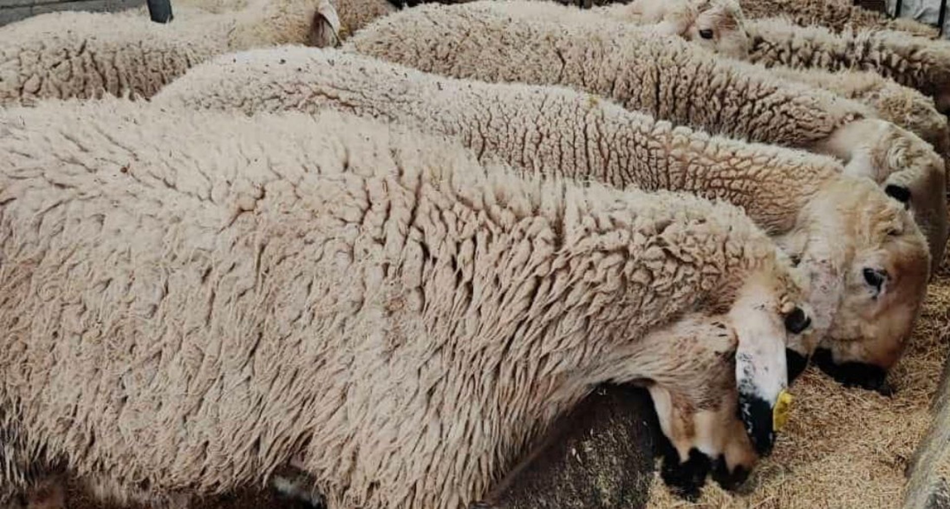 Delicious Fresh Meat Farm: Your Trusted Meat Supplier | Delicious Fresh ...