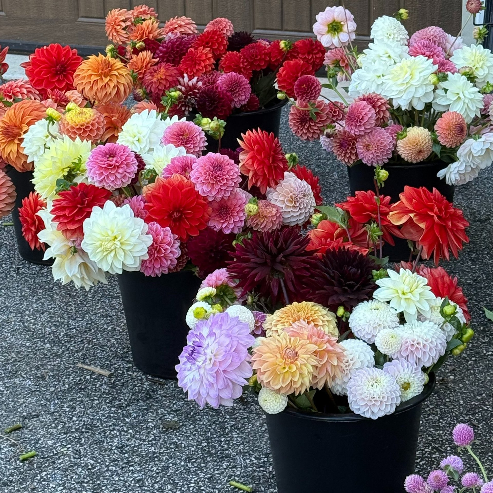 CUT FLOWERS DIY EVENT BUCKETS | Valley Mill Farm & Flower