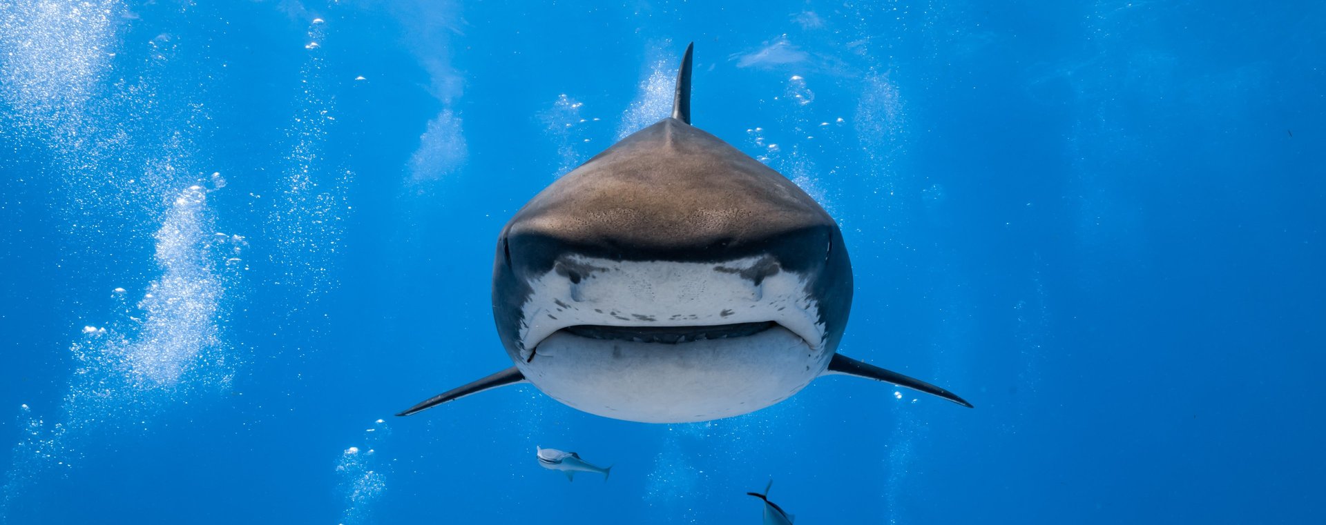 Protéger les requins, c’est préserver l’océan | Shark Education Club