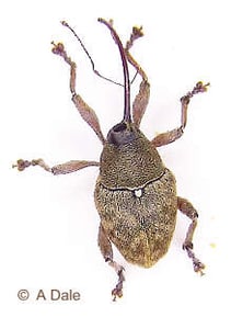 Beetles - Weevils | bugsandweeds