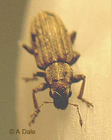Beetles - Weevils | bugsandweeds