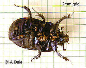 Beetles | bugsandweeds