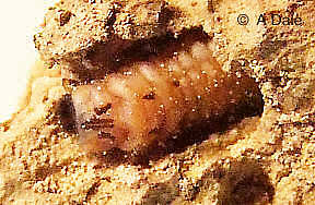 Beetles | bugsandweeds