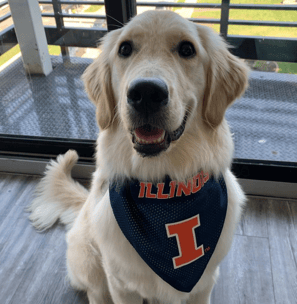 Dogs on Campus